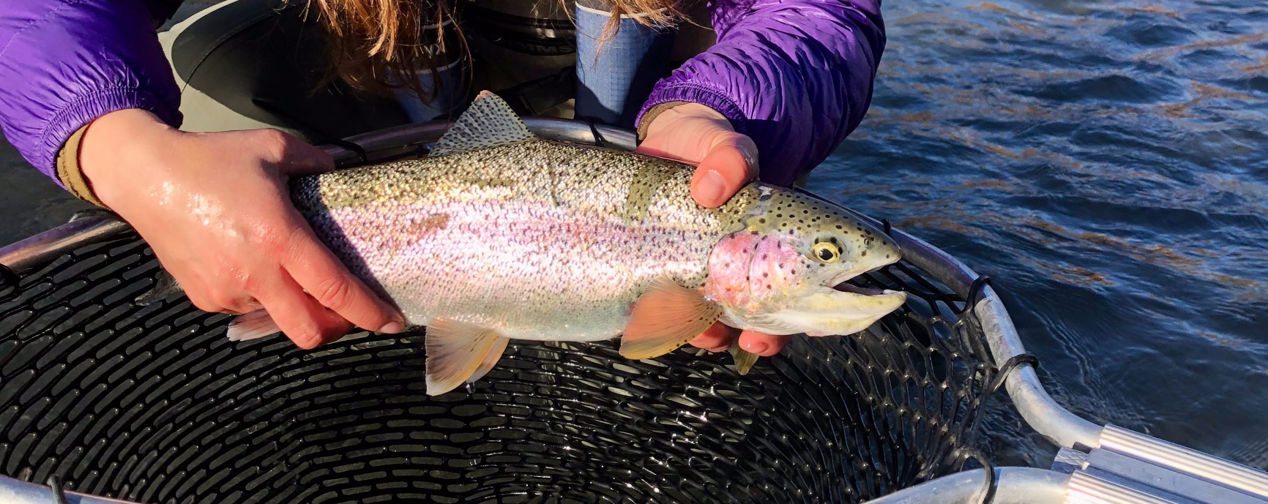 Best Practices for Catch and Release Fishing - The Link - Gear Reviews